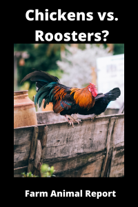 Chickens Vs Roosters What's The *DIFFERENCE*