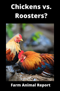 Chickens Vs Roosters What's The *DIFFERENCE*