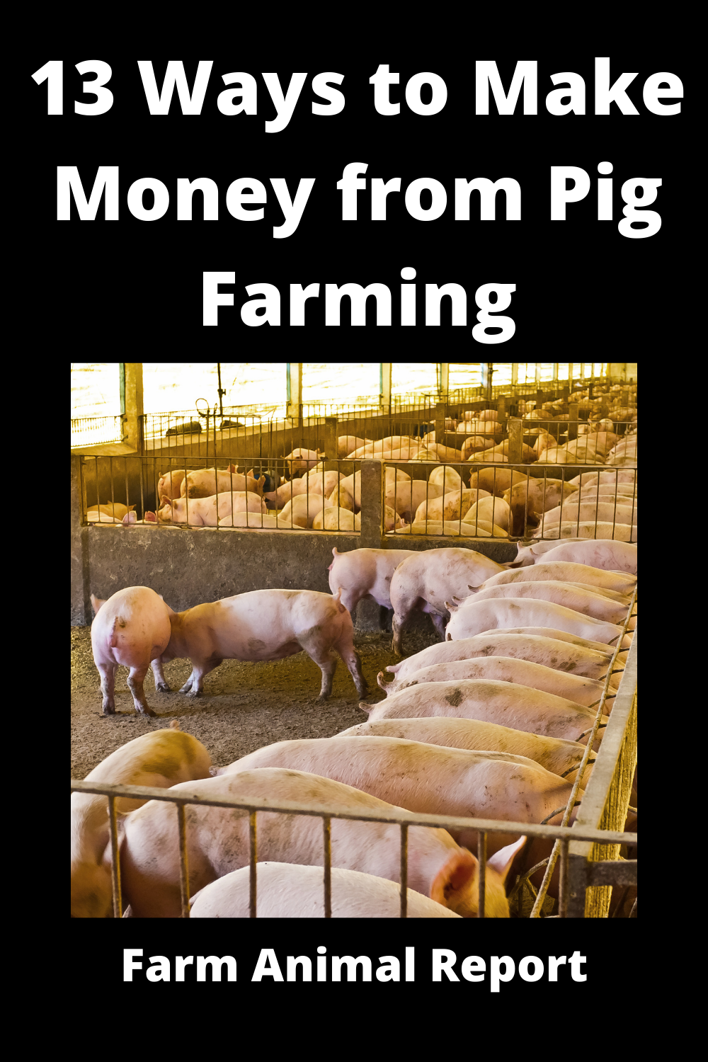 13 Ways To Make Money From Pig Farming