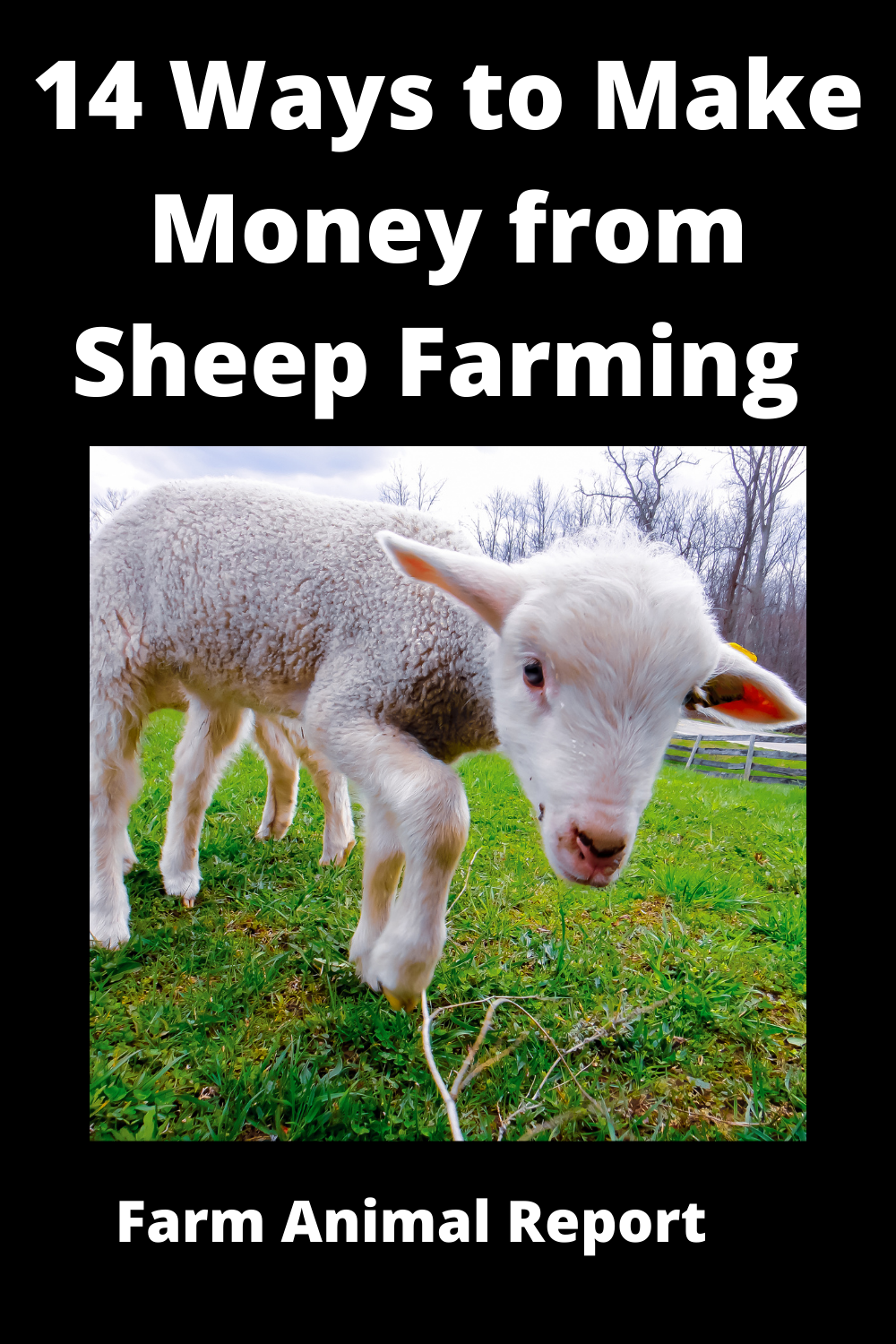 13 Ways To Make Money From Sheep Farming