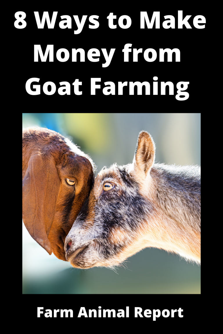 7 Ways To Make Money From Goat Farming **BILLY**
