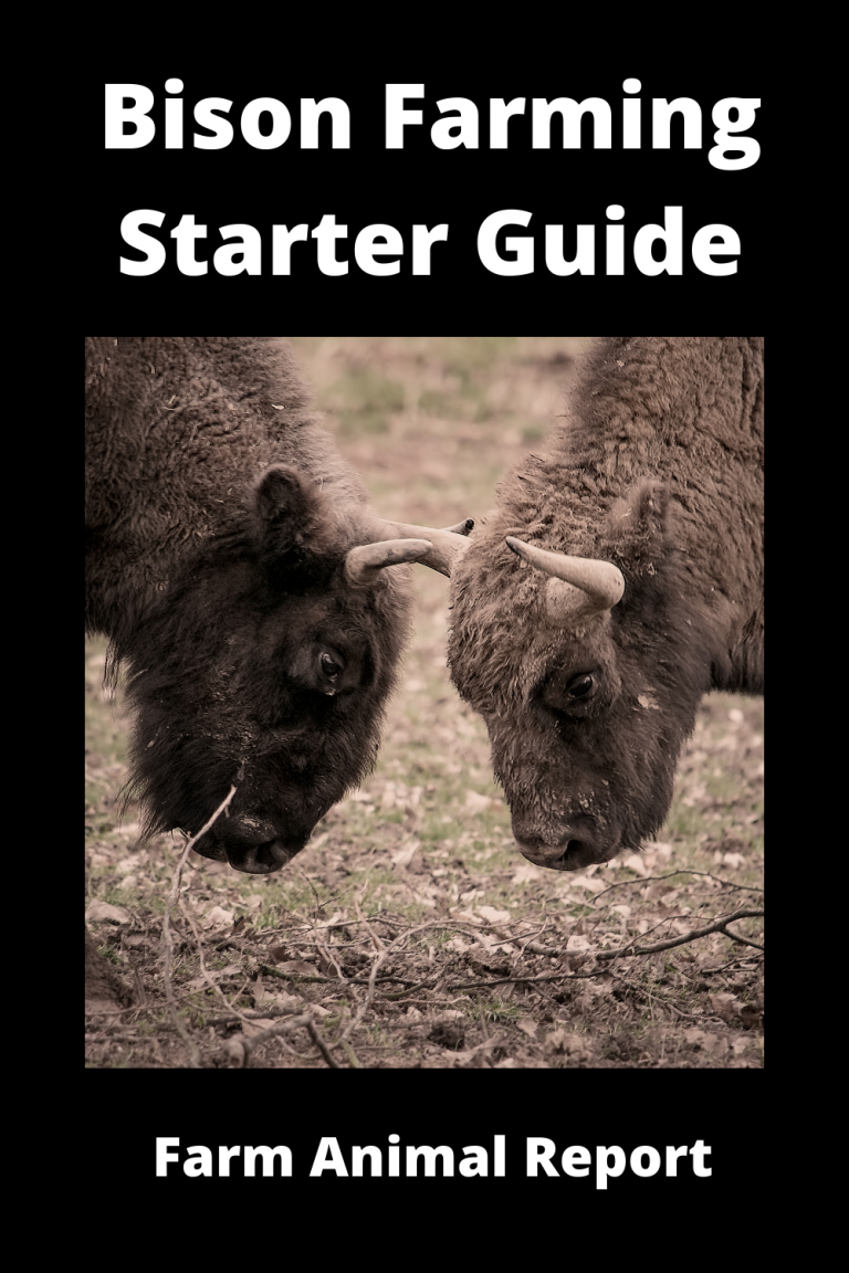 Bison Farming Starter Guide: 15 Things You'll Need - Farm Animal Report
