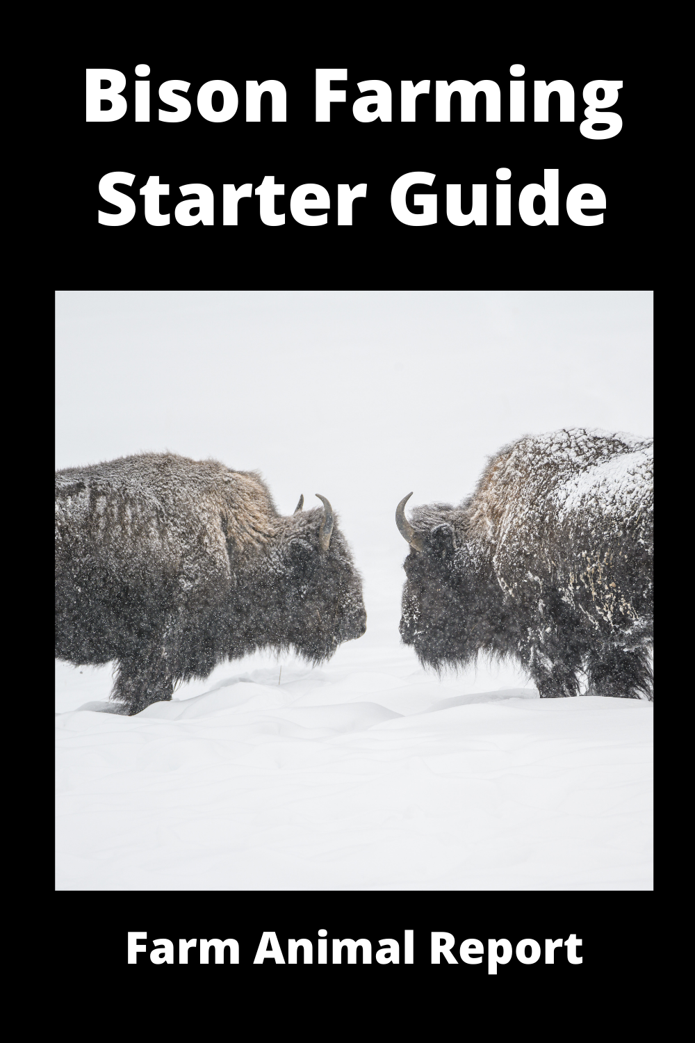 Bison Farming Starter Guide: 15 Things You'll Need - Farm Animal Report