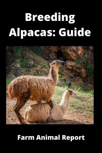 Alpaca Breeding: Exhaustive Guide **BABIES**