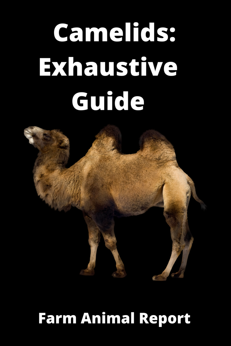 Camelids: Exhaustive Guide **TWO TOED**