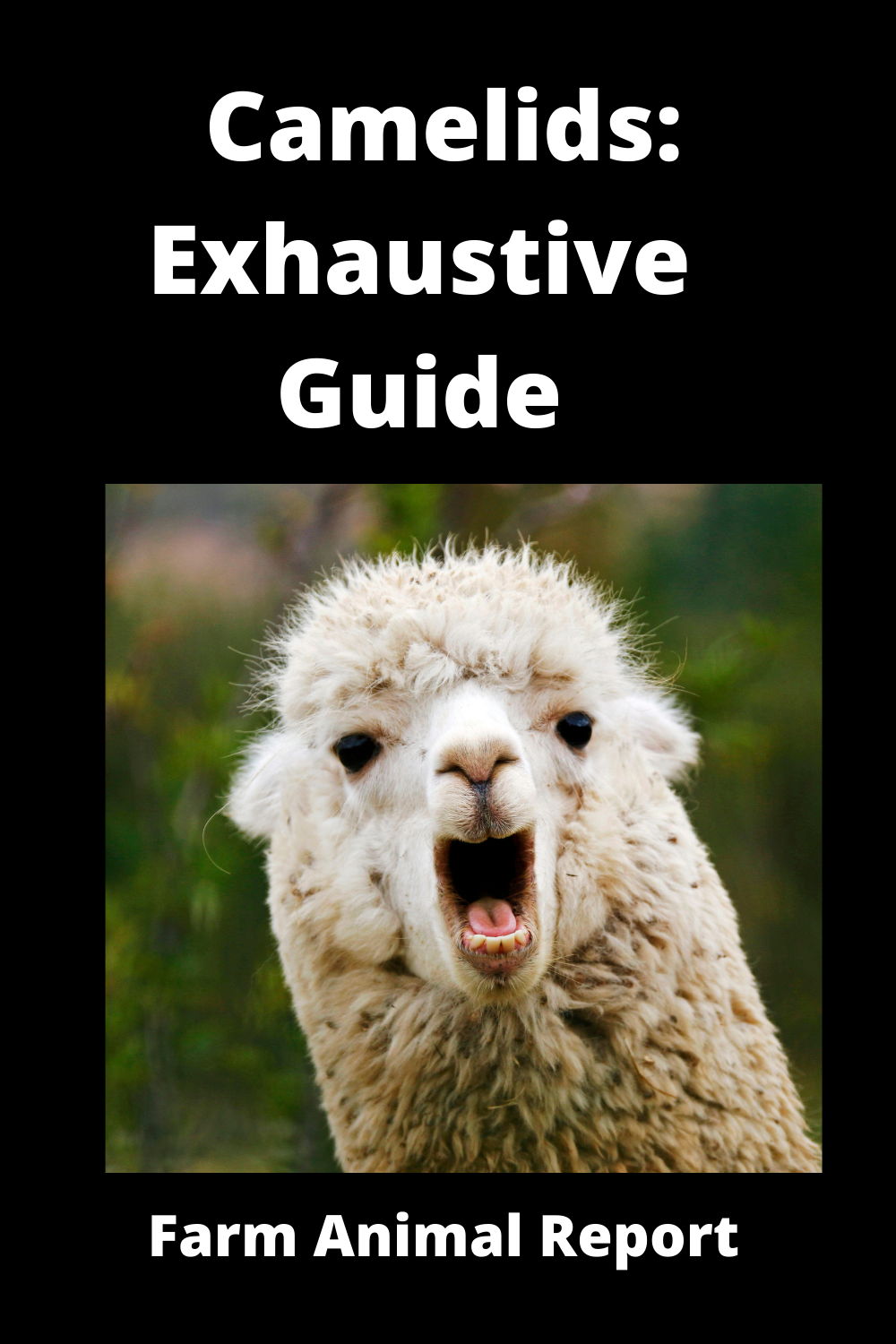Camelids: Exhaustive Guide **TWO TOED**