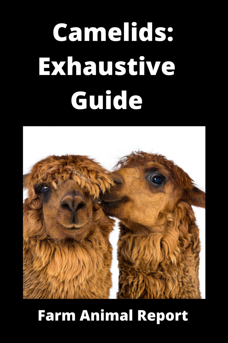 Camelids: Exhaustive Guide **TWO TOED**