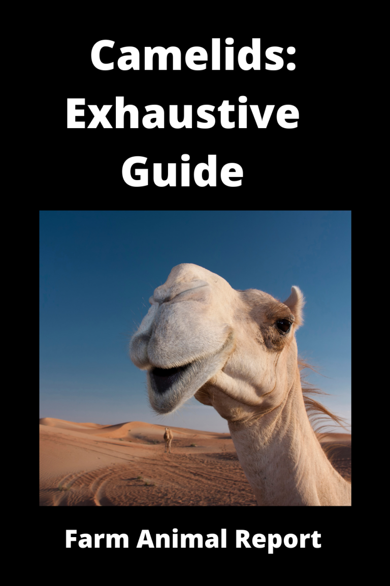 Camelids: Exhaustive Guide **TWO TOED**