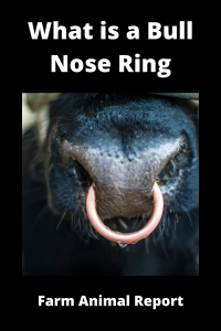 What Is A Bull Nose Ring Applicator
