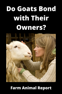 Body Language Clues: How Do Goats Show Affection? (2024)