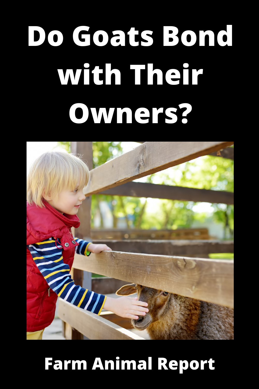 Body Language Clues: How Do Goats Show Affection? (2024)