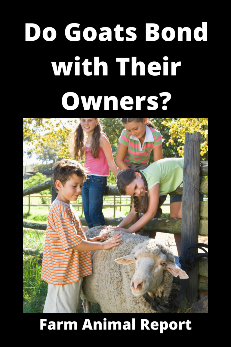 Body Language Clues: How Do Goats Show Affection? (2024)