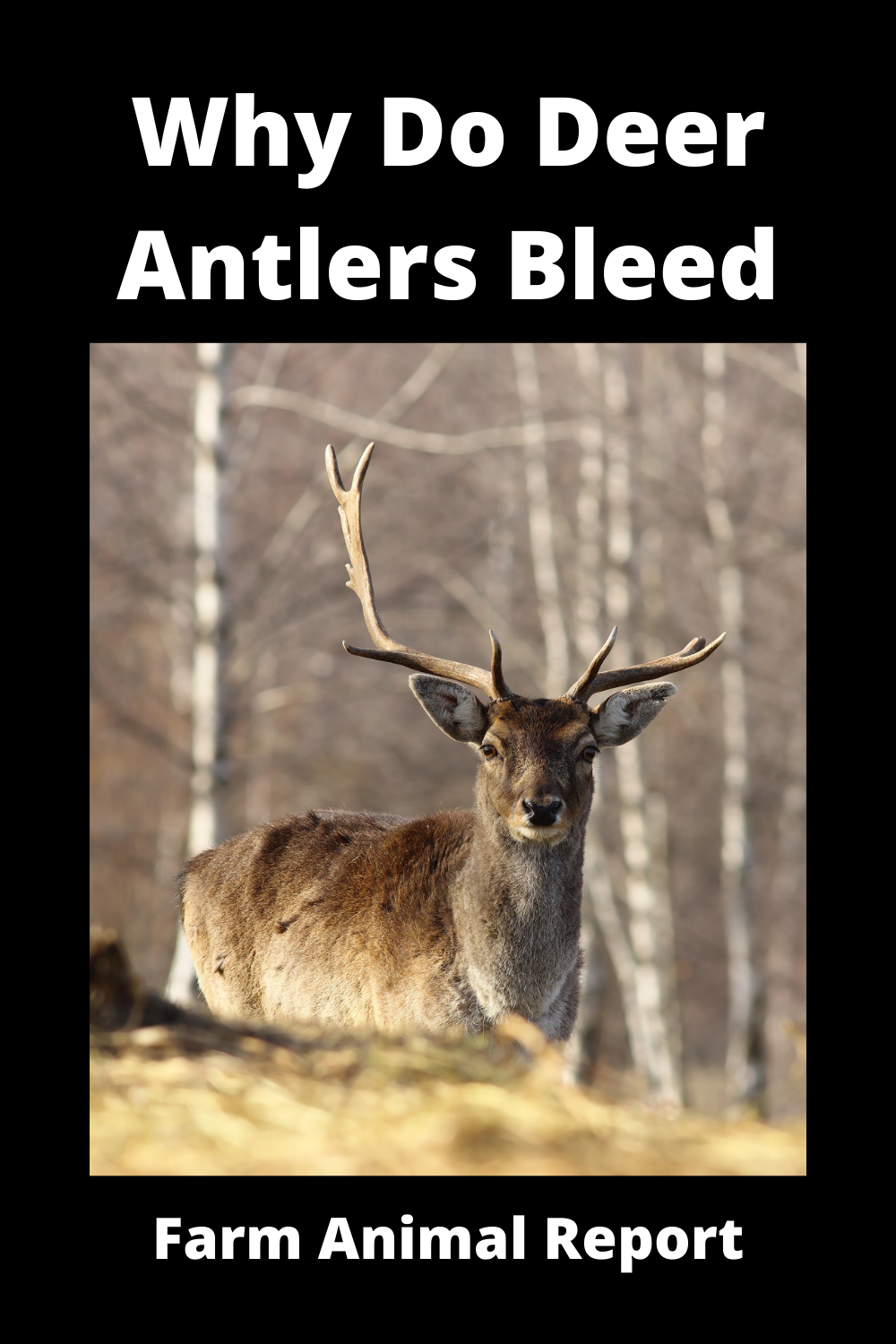 Why Do Deer Bleed When They Shed Their Antlers 2023 Deer Shedding Velvet