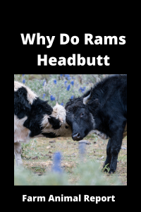 3 Smashing Reasons: Why Do Rams Butt Heads?