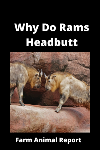 3 Smashing Reasons: Why Do Rams Butt Heads?