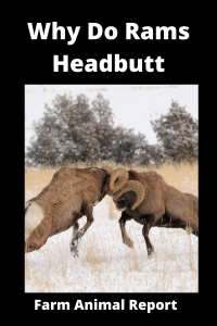 3 Smashing Reasons: Why Do Rams Butt Heads?