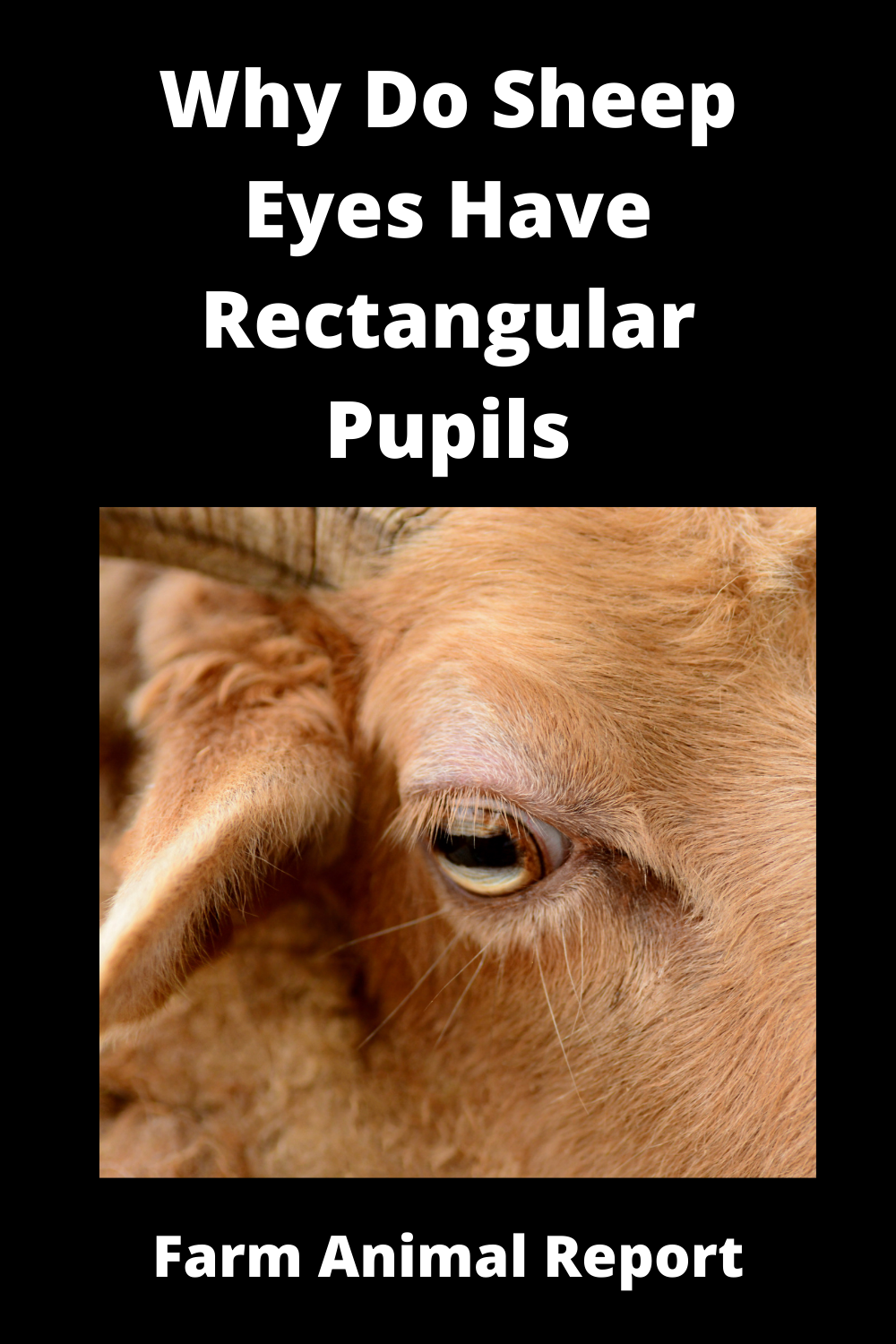 What Shape is the Sheep’s Pupils (2024) | Pupil | Eyes – Farm Animal Report