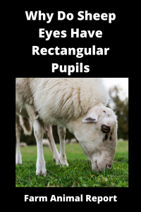 What Shape is the Sheep’s Pupils (2024) | Pupil | Eyes – Farm Animal Report