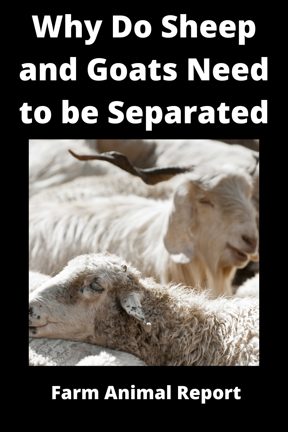 Why Does A Shepherd Separate Sheep From Goats (2024) | Separate ...