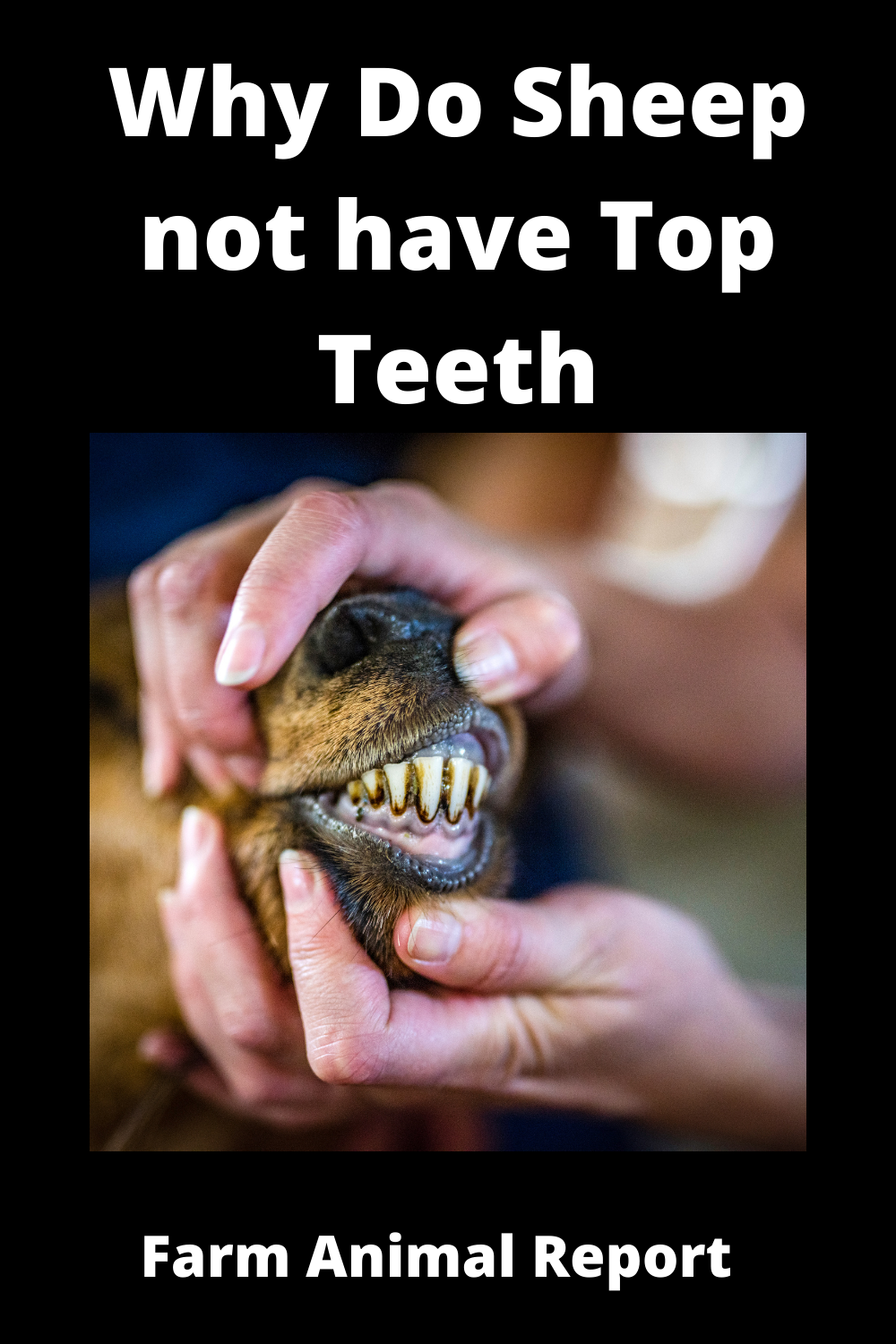 9 Functions: Do Sheep Have Top Teeth?