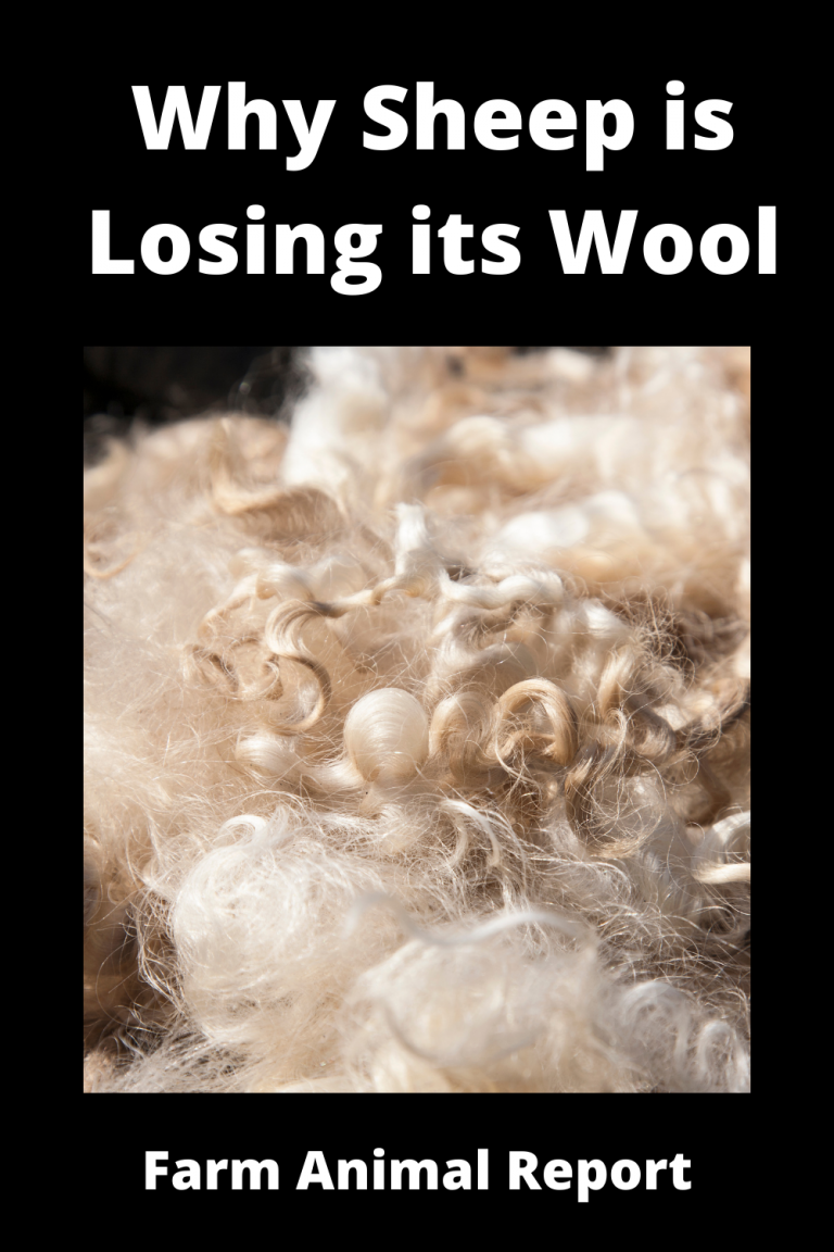 Why Sheep Is Losing Its Wool / **11** Reasons