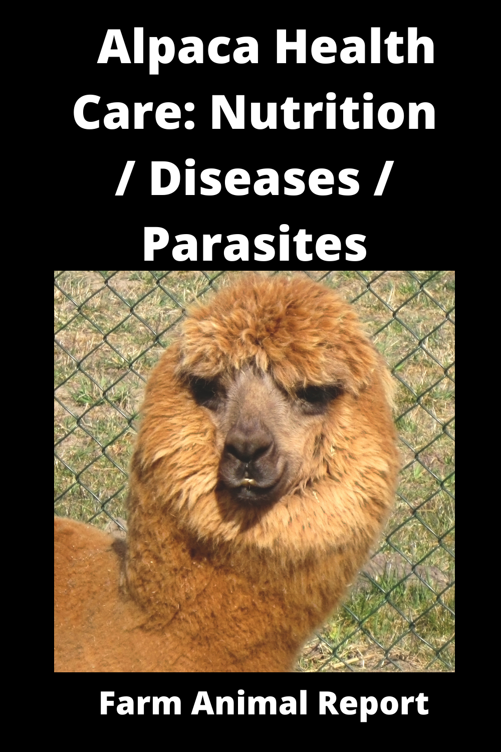 Alpaca Health Care: **Nutrition / Diseases / Parasites**
