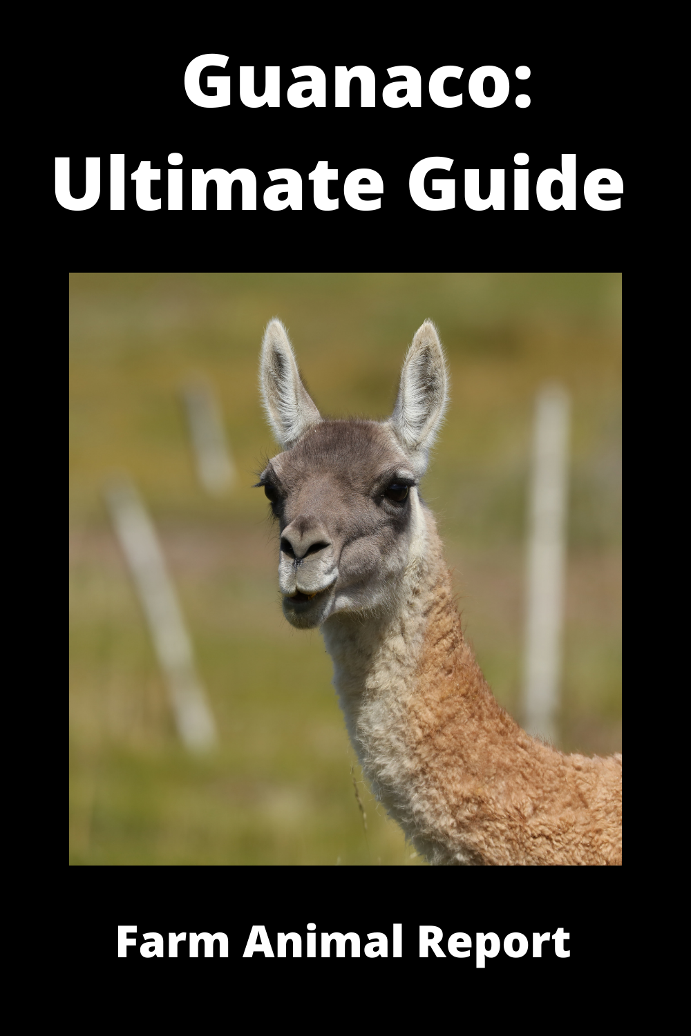 Guanaco: Ultimate Guide **LLAMA**