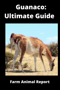 Guanaco: Ultimate Guide **LLAMA**