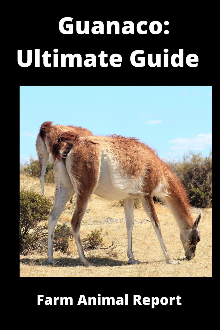 Guanaco: Ultimate Guide **LLAMA**