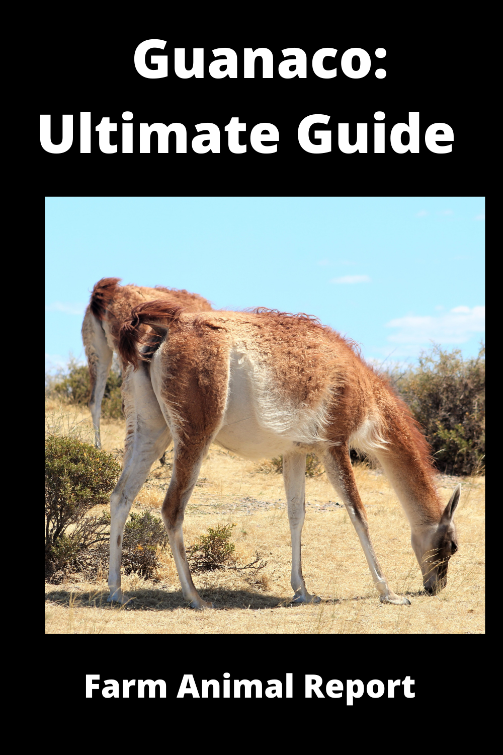 Guanaco: Ultimate Guide **LLAMA**
