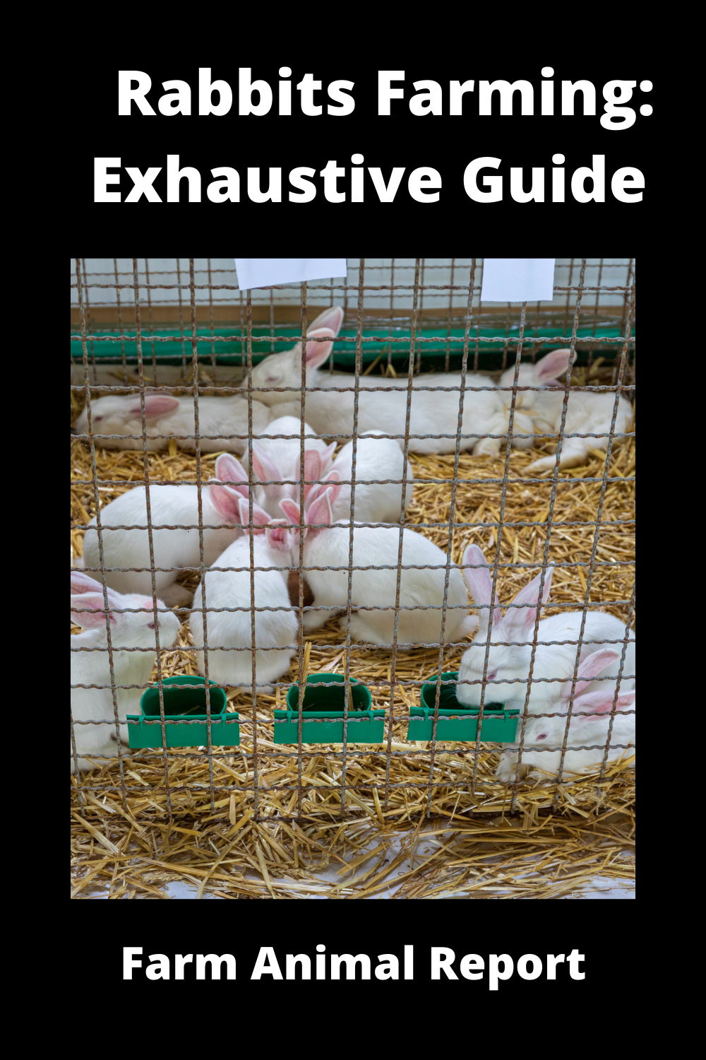 Rabbits Farming **BUNNY FARM**