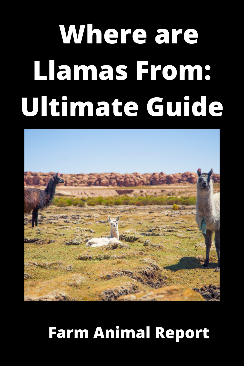 Where Are Llamas From Ultimate Guide**ORIGIN**
