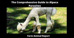 The Comprehensive Guide To Alpaca Parasites **WORMS**