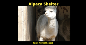 Alpaca Shelter - Understanding The Different Types **BARNS**