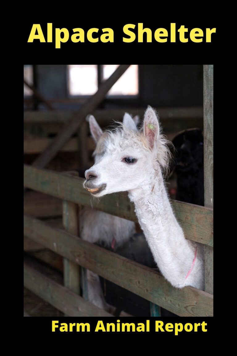Alpaca Shelter - Understanding The Different Types **BARNS**