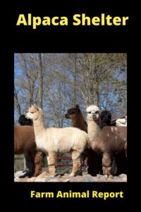 Alpaca Shelter - Understanding The Different Types **BARNS**