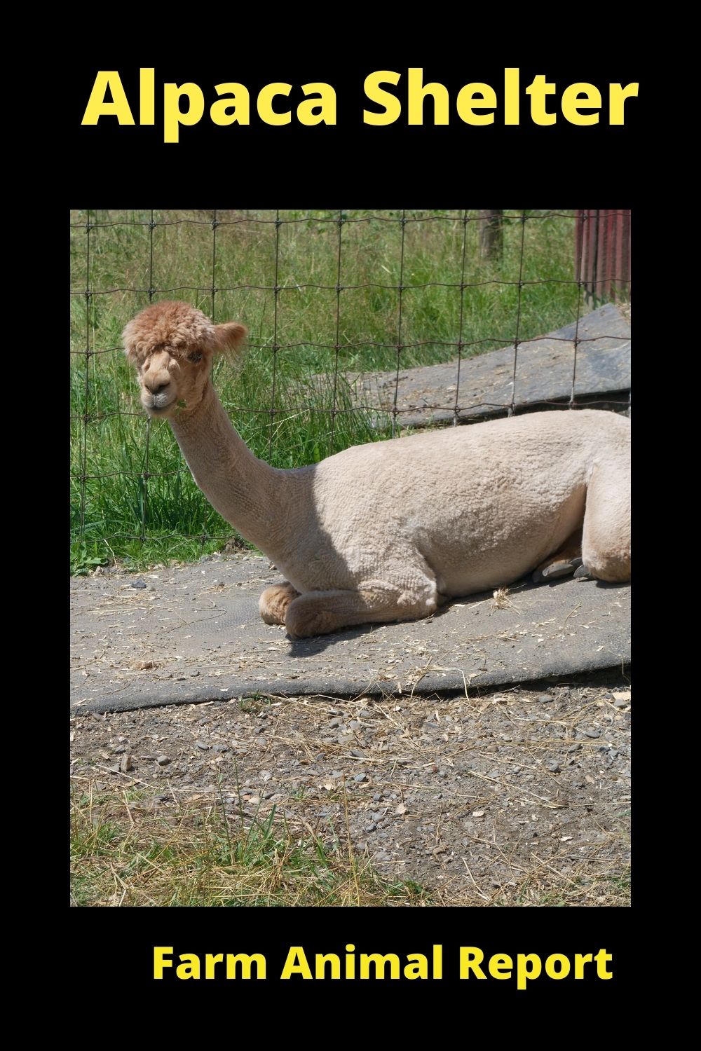 Alpaca Shelter - Understanding The Different Types **BARNS**