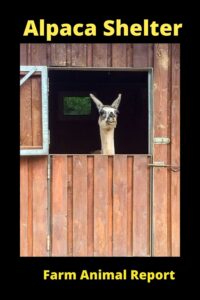 Alpaca Shelter - Understanding The Different Types **BARNS**