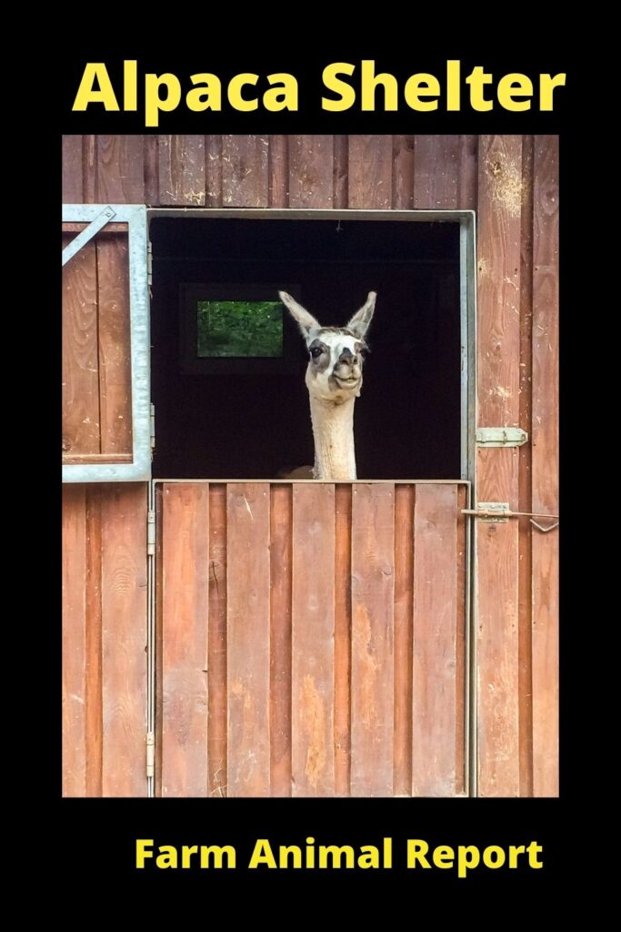 Alpaca Shelter - Understanding The Different Types **BARNS**