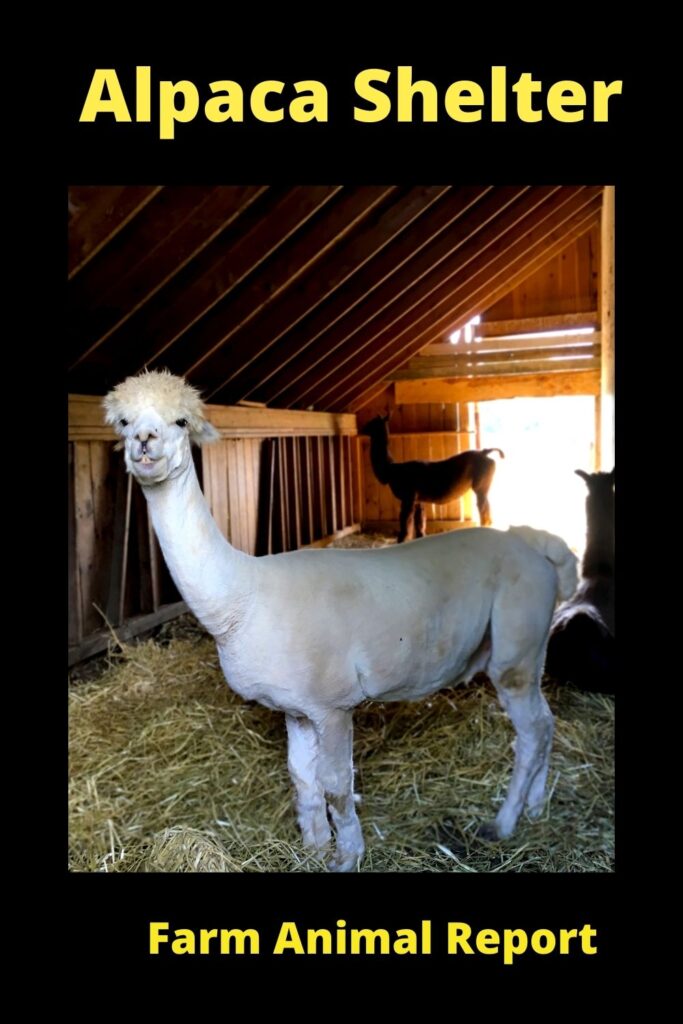 Alpaca Shelter - Understanding The Different Types **BARNS**