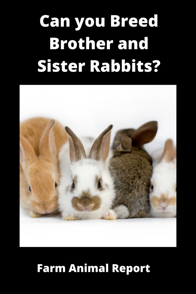 Can You Breed Brother And Sister Rabbits? {INBREEDING} 2024