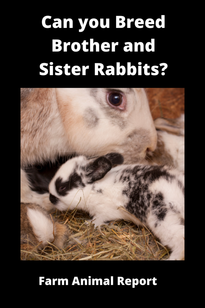 Can You Breed Brother And Sister Rabbits? {INBREEDING} 2024
