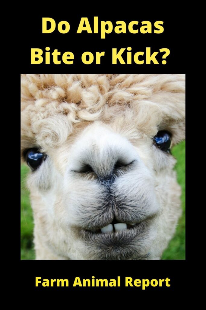 5 Instances: Are Alpacas Dangerous (2024)| Do Alpacas Bite