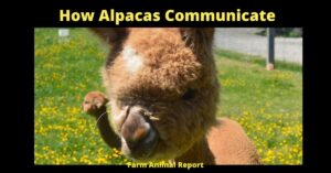 17 Vocals: Alpaca Noises (2024)