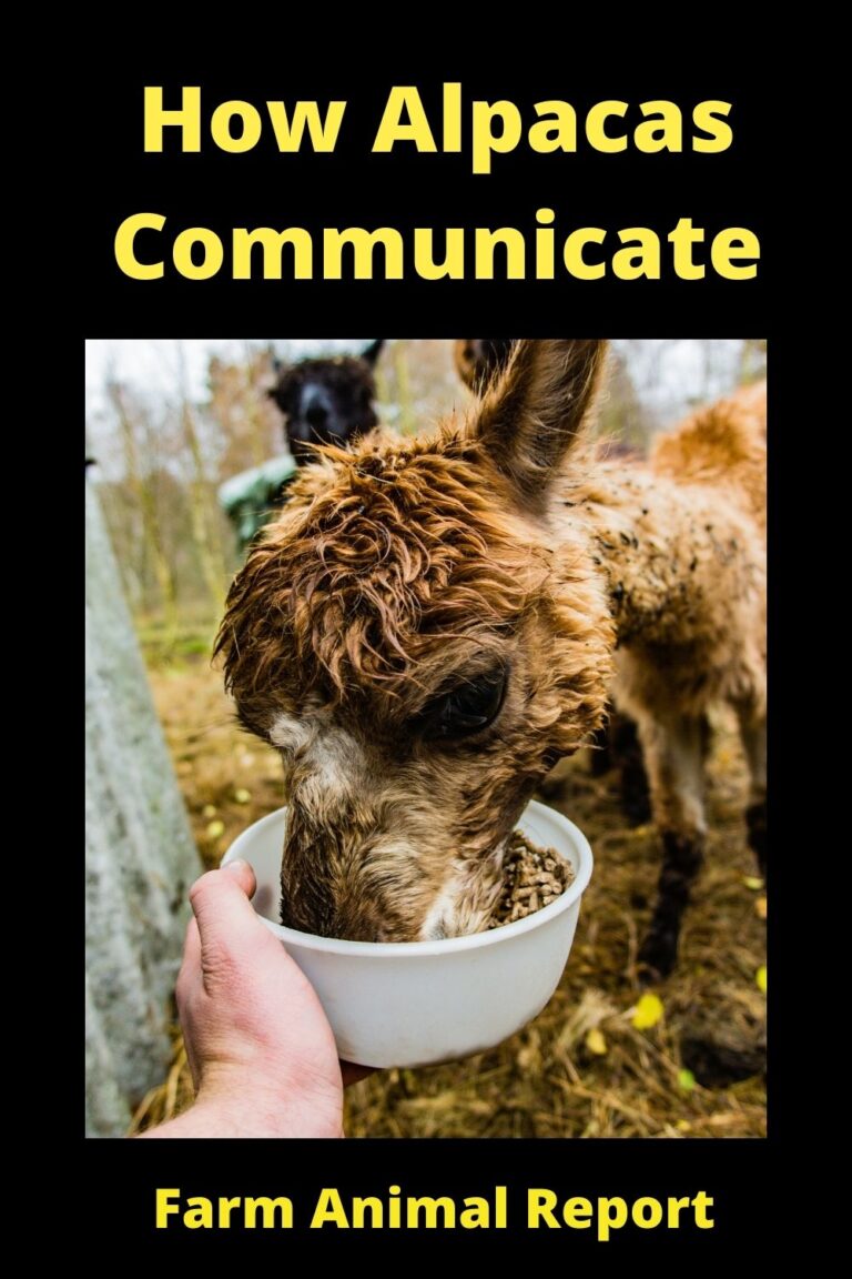 17 Vocals: Alpaca Noises (2024)