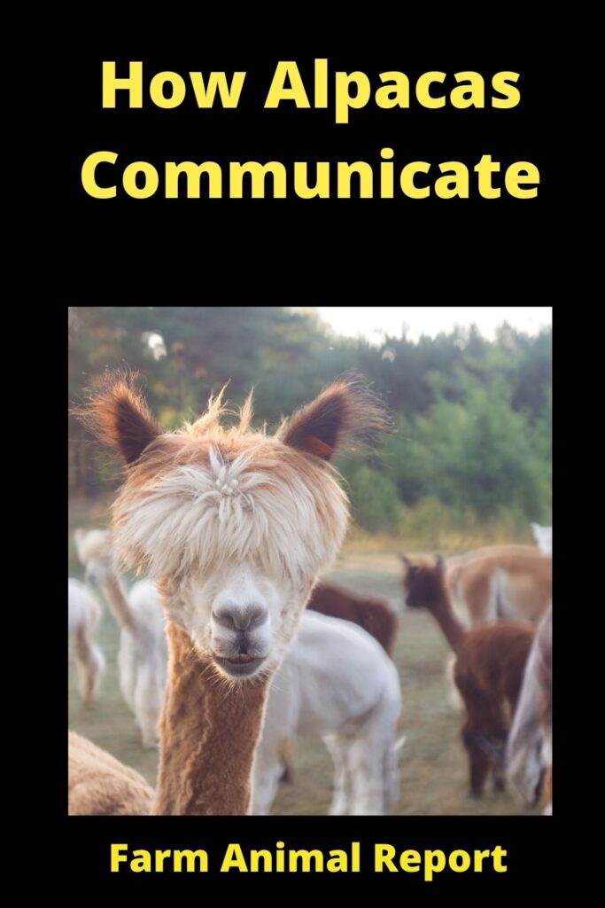 17 Vocals: Alpaca Noises (2024)