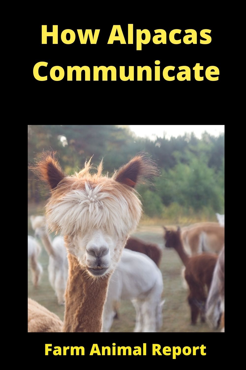 17 Vocals: Alpaca Noises (2024)