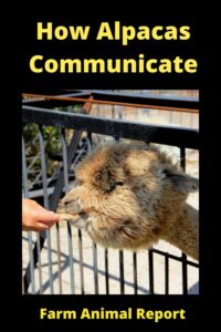 17 Vocals: Alpaca Noises (2024)