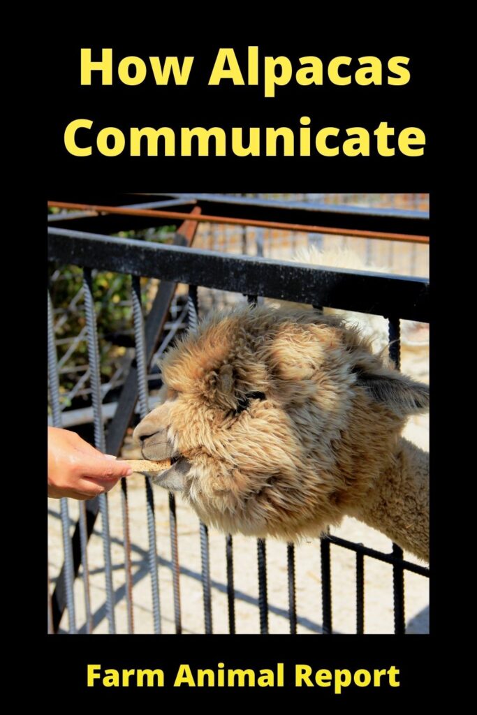 17 Vocals: Alpaca Noises (2024)