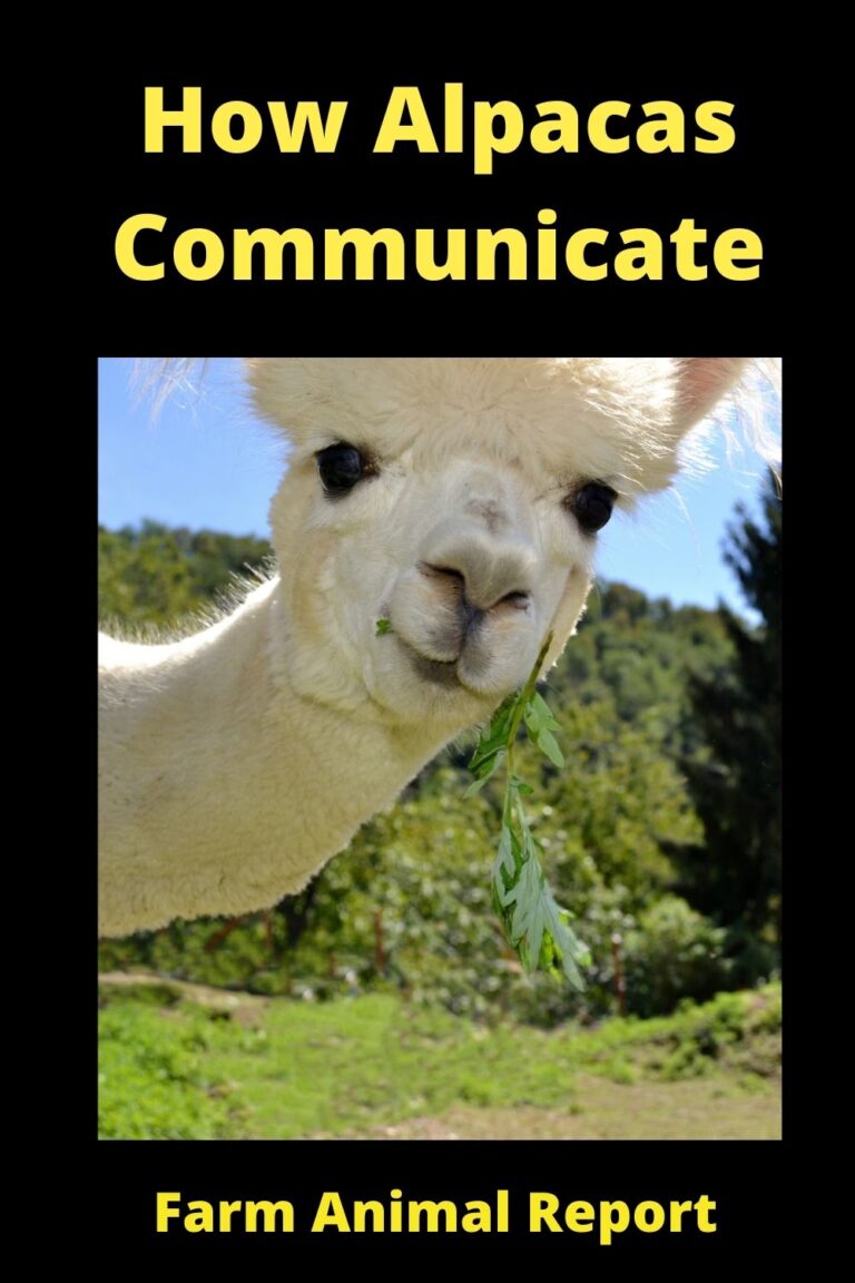 17 Vocals: Alpaca Noises (2024)